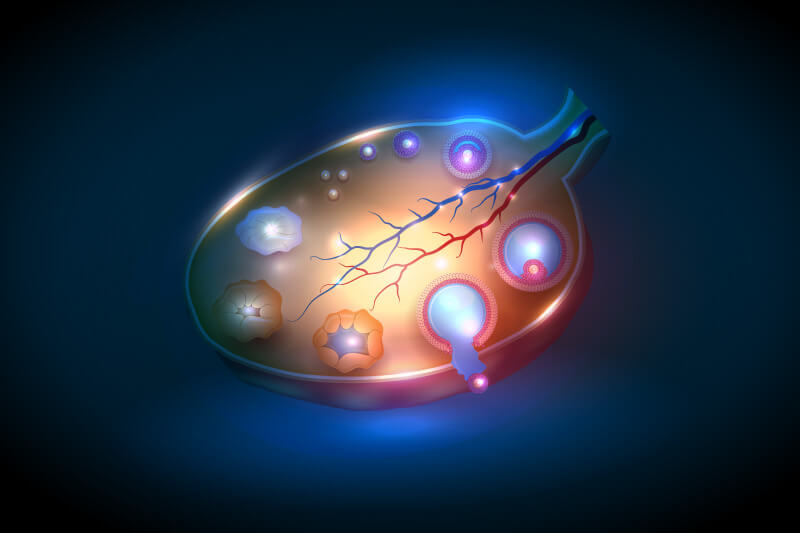Follicle Development, Growth & Ovulation